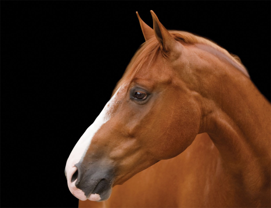 Fotogrāfs Bobs Tabors “ķer” zirga dvēseli | Zirgam.lv