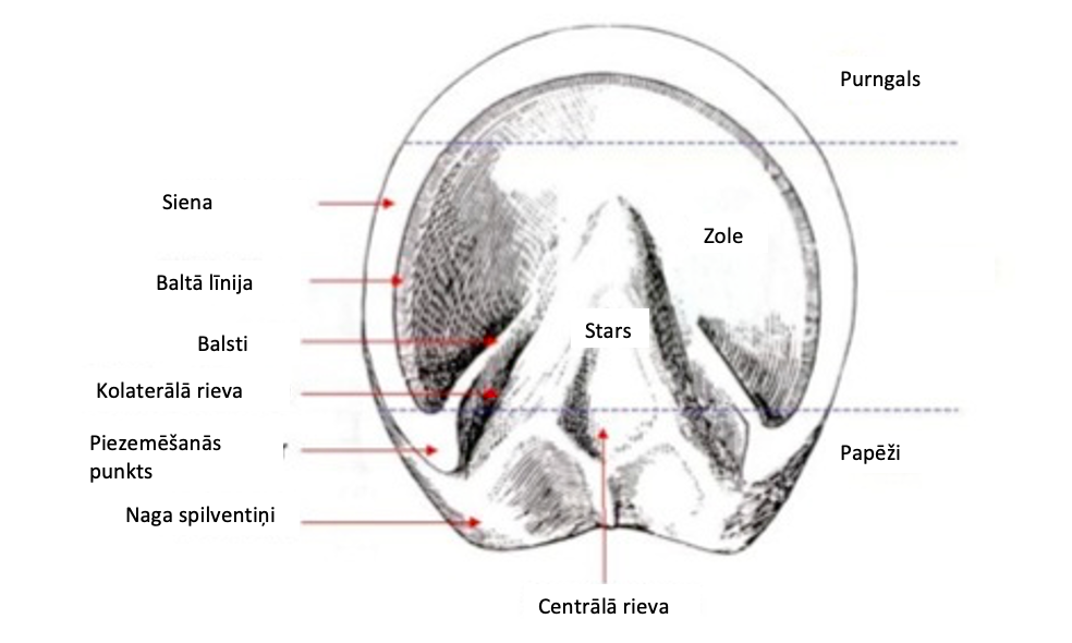 Zirga nagi: uzbūve | Zirgam.lv