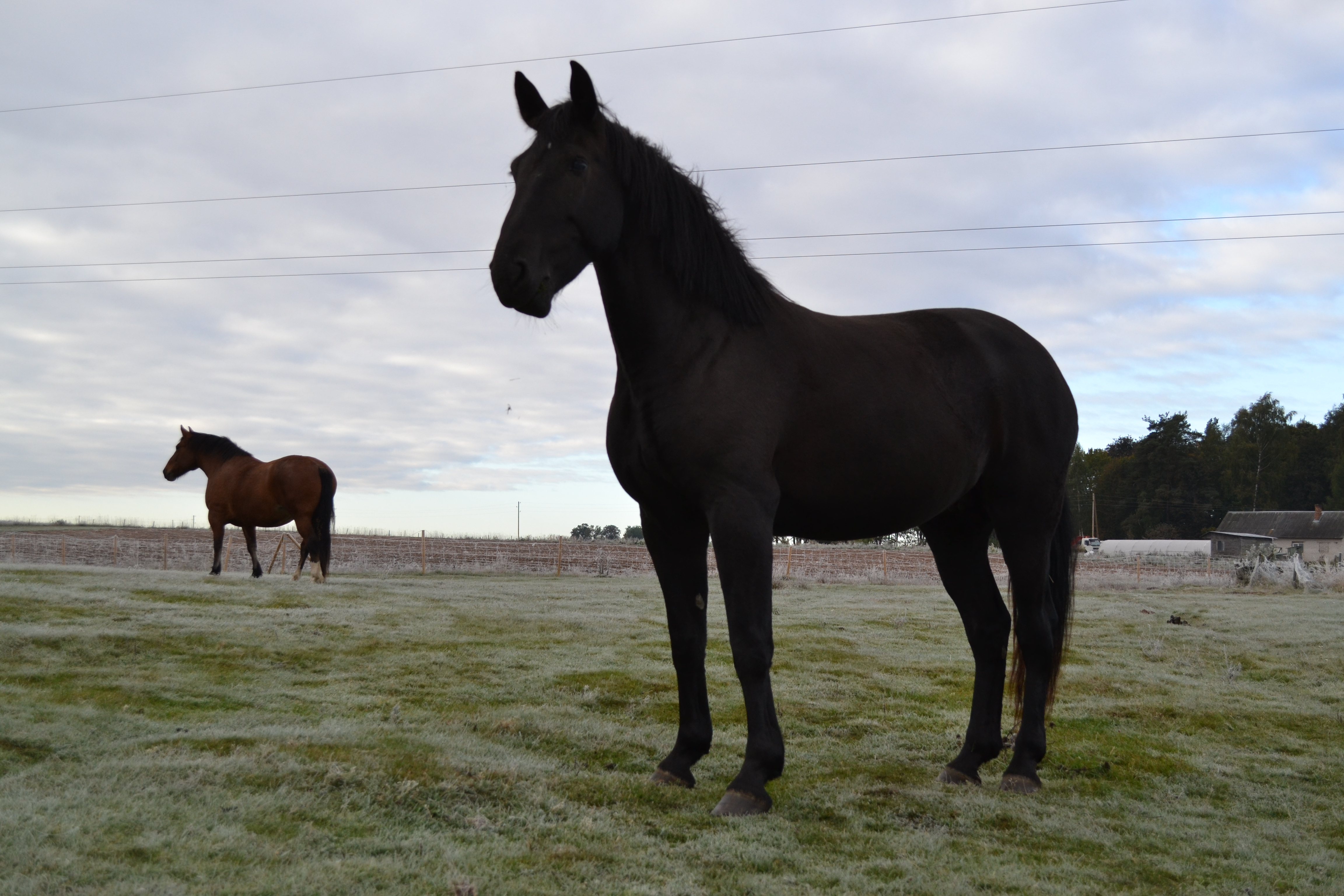 Iecavas novadā pazudis zirgs! | Zirgam.lv